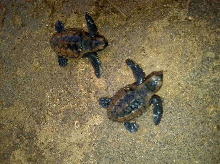 Sea Turtles Hatching on the Beach in Jamaica - Sweet Jamaica